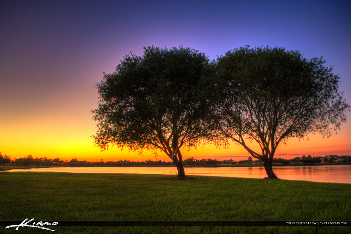 Tree at Tradition Lake Port St Lucie Florida - Royal Stock Photo