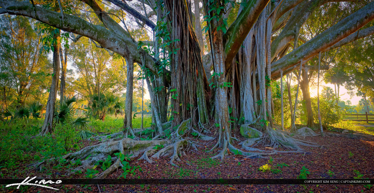 Large Banyan tree with beautiful roots | Royal Stock Photo