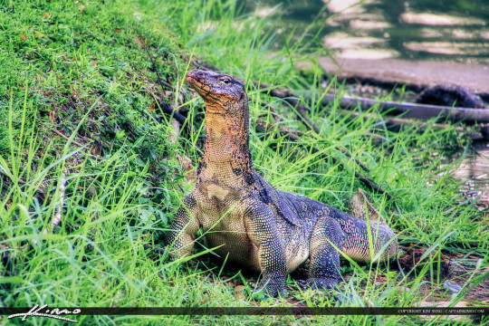 Large Monitor Lizard Along Lake Shore in Bangkok Thailand | Royal Stock ...