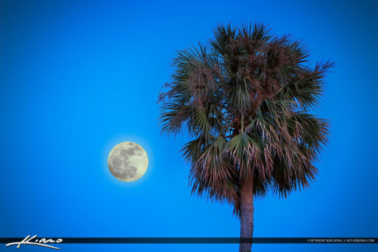 Moon Rise with Palm Tree Over Palm Beach County Florida | Royal Stock Photo