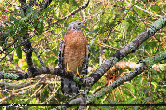 Red-shoulder Hawk Perch on Live Oak at Riverbend Park | Royal Stock Photo