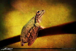 Small Tree Frog on Papaya Branch | Royal Stock Photo
