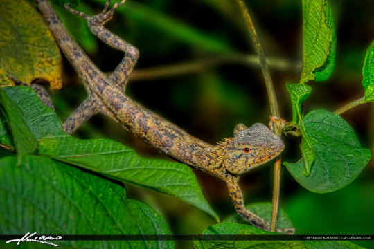 Big Headed Lizard from Forest in Phuket Thailand | Royal Stock Photo