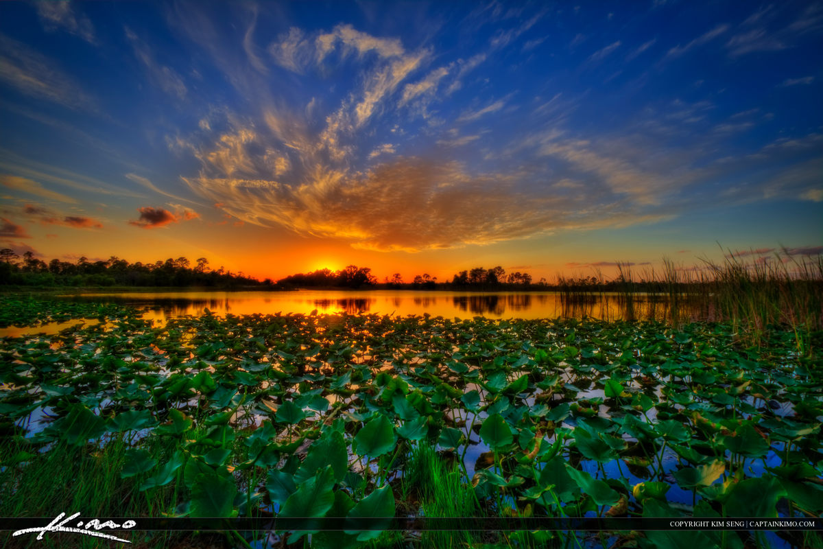 Sunset Over Florida Lake with Lilypads | Royal Stock Photo