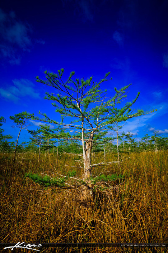 Small Cypress Tree at Everglades National Park | Royal Stock Photo