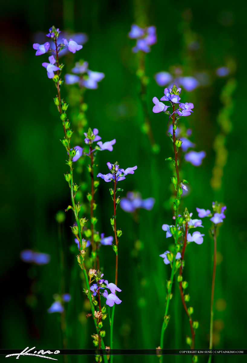 Small Purple Flower from Lake Istokpoga | Royal Stock Photo