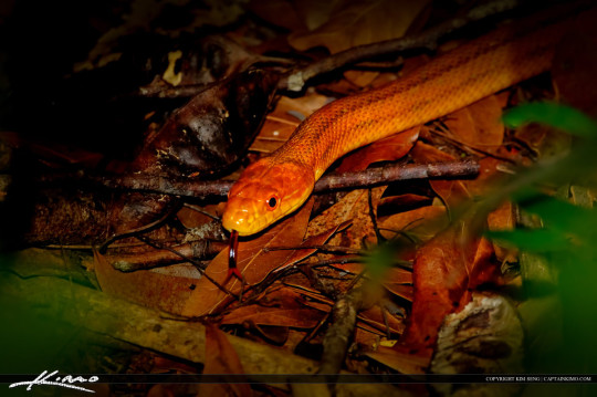 Red Rat Corn Snake from Loop Road Everglades Florida - Royal Stock Photo