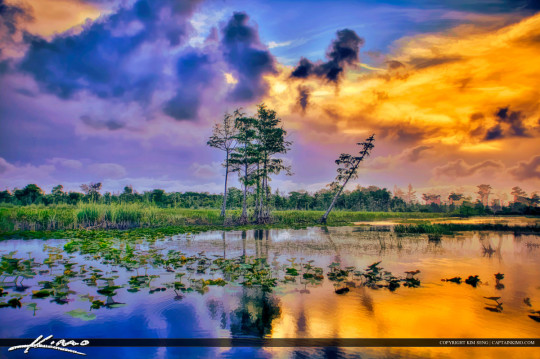 Loxahatchee Slough Wetlands Everglades Natural Preserve | Royal Stock Photo