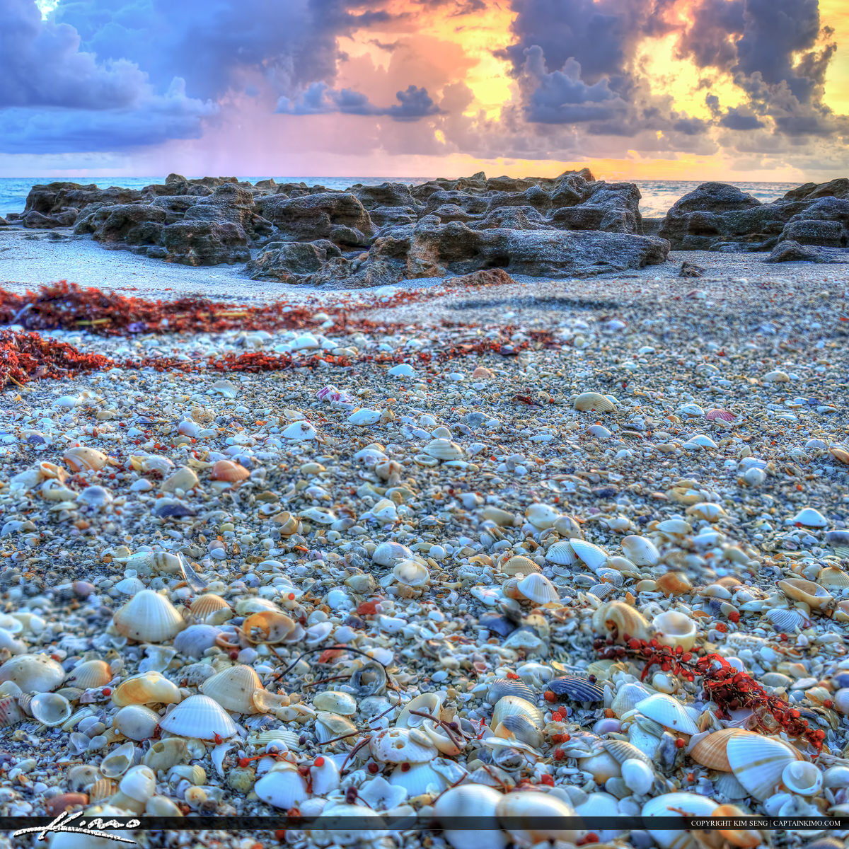 seashell | Royal Stock Photo