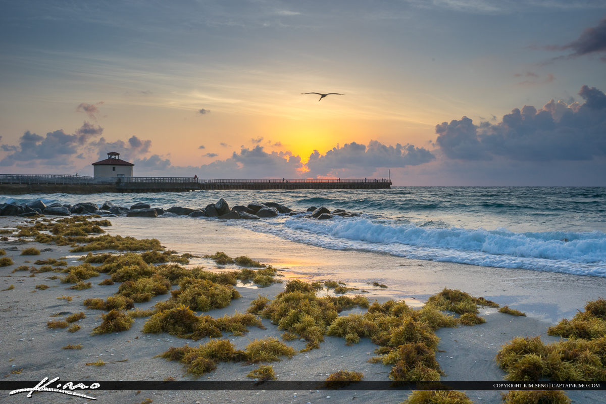 Pelican Over Boynton Beach Florida Ocean Inlet Park | Royal Stock Photo