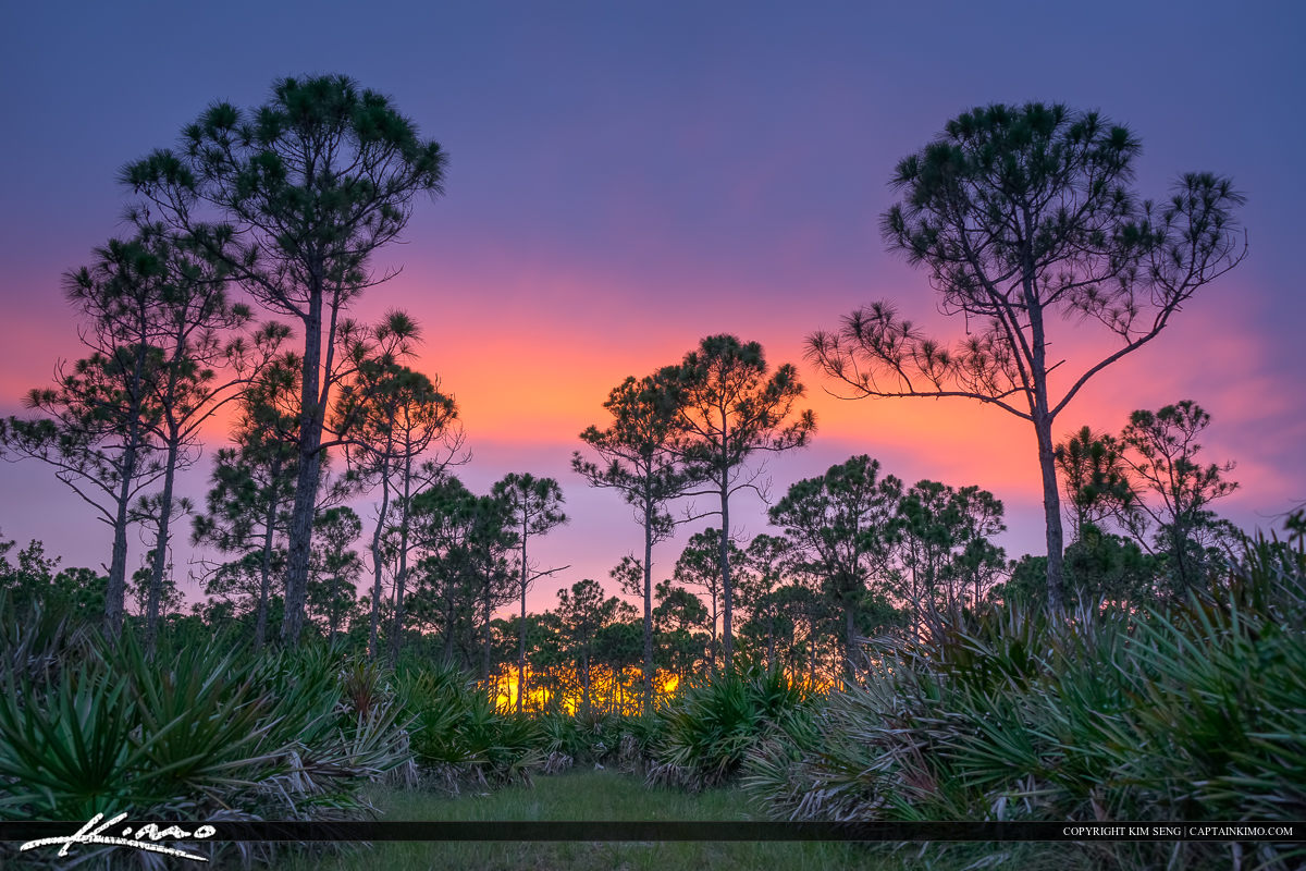 Forest Sunset Florida Landscape Palm Beach County - Royal Stock Photo