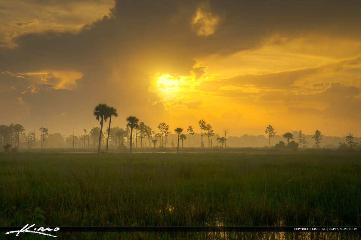 Foggy Landscape Pine Glades Natural Area Jupiter Florida | Royal Stock ...