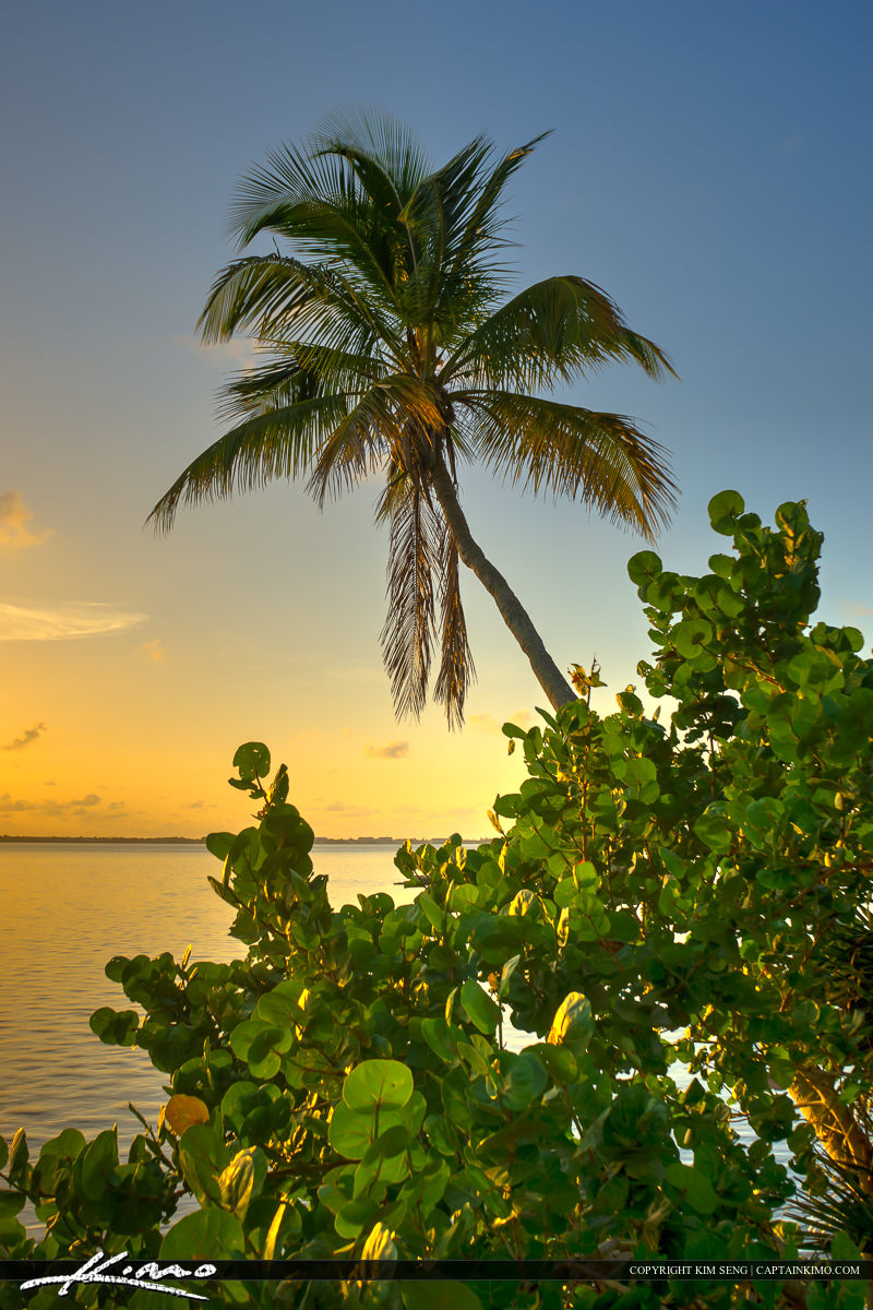 Coconut Tree at Indian River Park Jensen Beach Florida | Royal Stock Photo