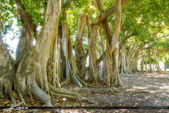 Edison and Ford Winter Estates Fort Myers Florida Banyan Tree Ro ...