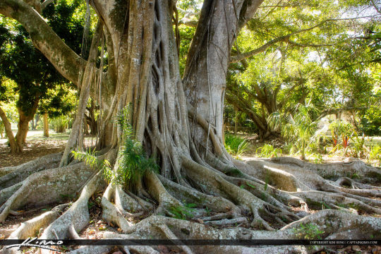 Edison and Ford Winter Estates Fort Myers Florida Banyan Tree Ga ...