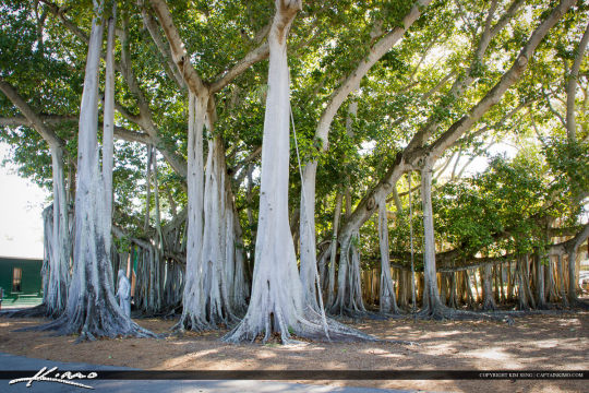 Edison and Ford Winter Estates Fort Myers Florida Large Banyan T ...