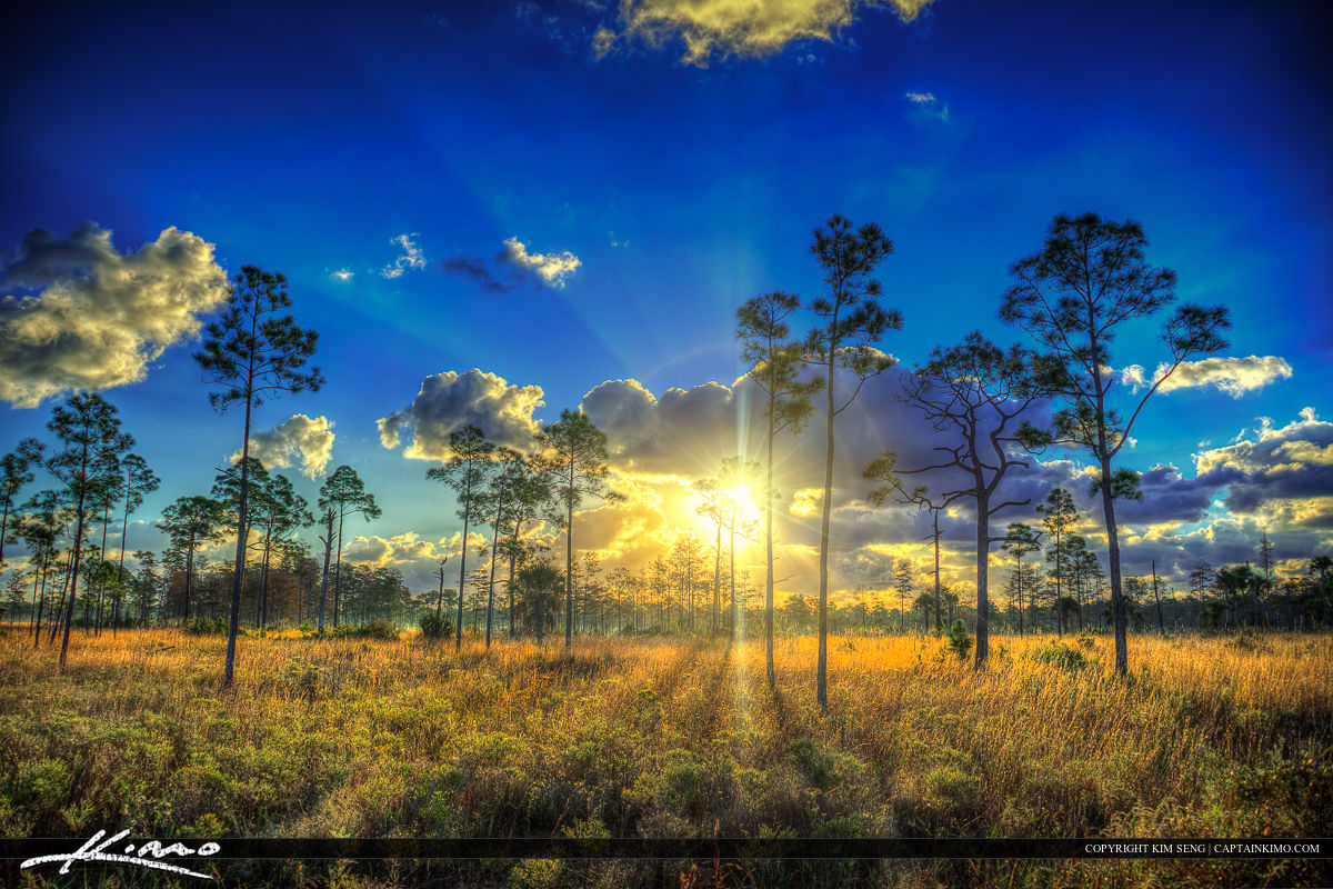 Florida Landscape Sunrise Over Pine Forest | Royal Stock Photo