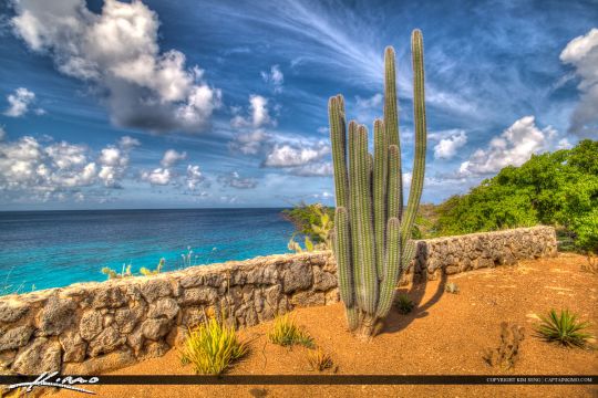Curacao Travel Caribbean Islands Cactus Bunch | Royal Stock Photo