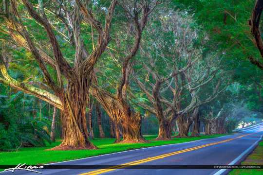 Road with Trees in Hobe Sound Florida | Royal Stock Photo