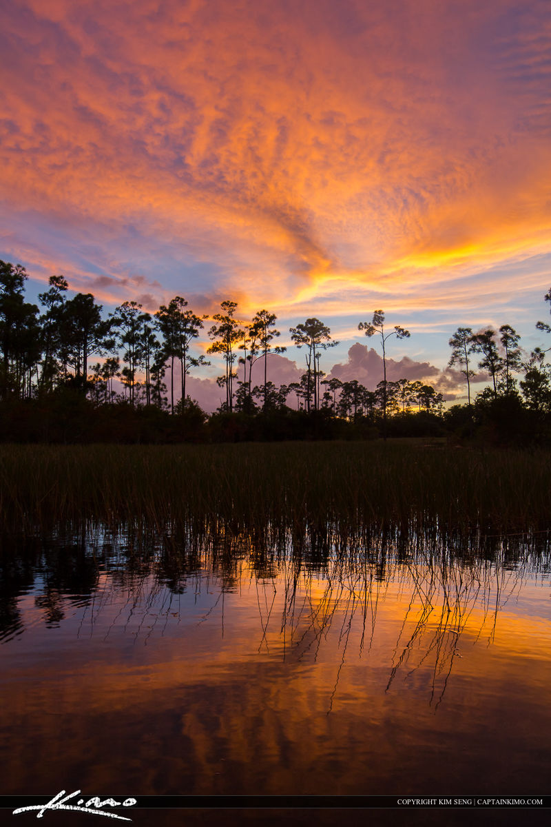 Florida Sunset Pine Forest Wetlands Tall | Royal Stock Photo