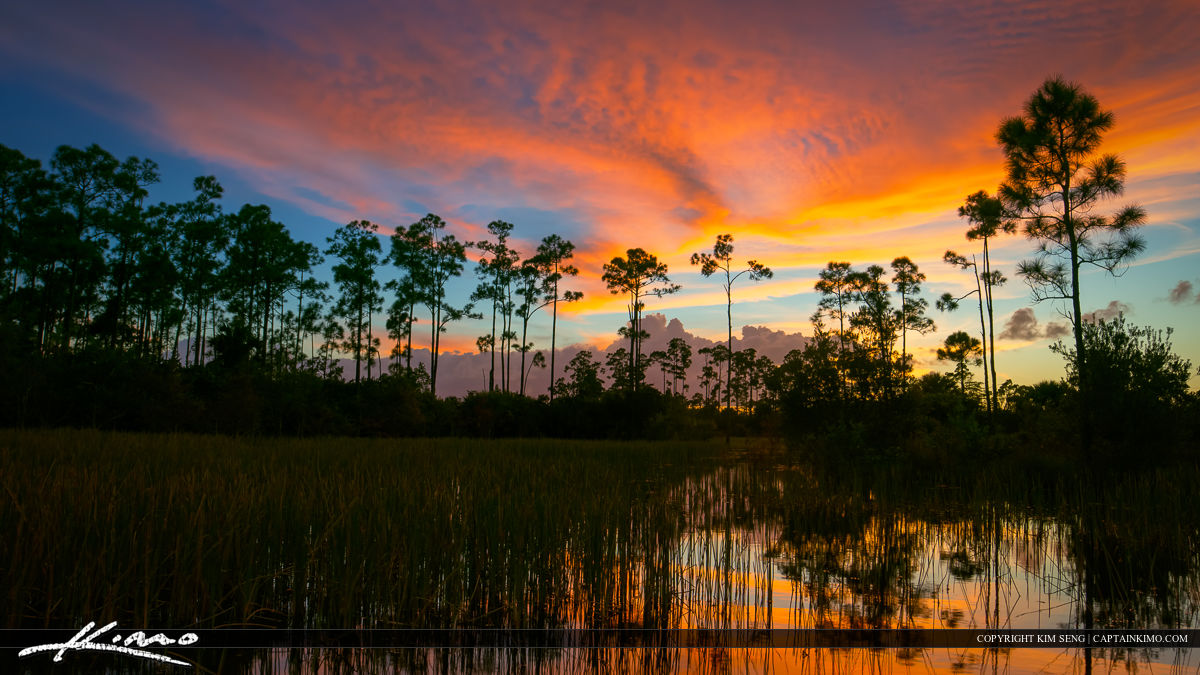 Florida Sunset Pine Forest Wetlands Wide | Royal Stock Photo