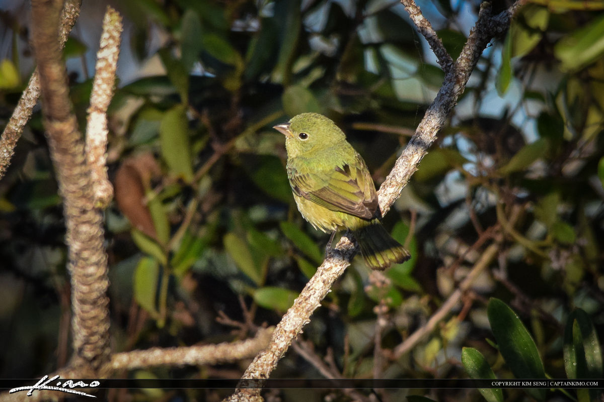Female Bunting Green Bird Photography | Royal Stock Photo