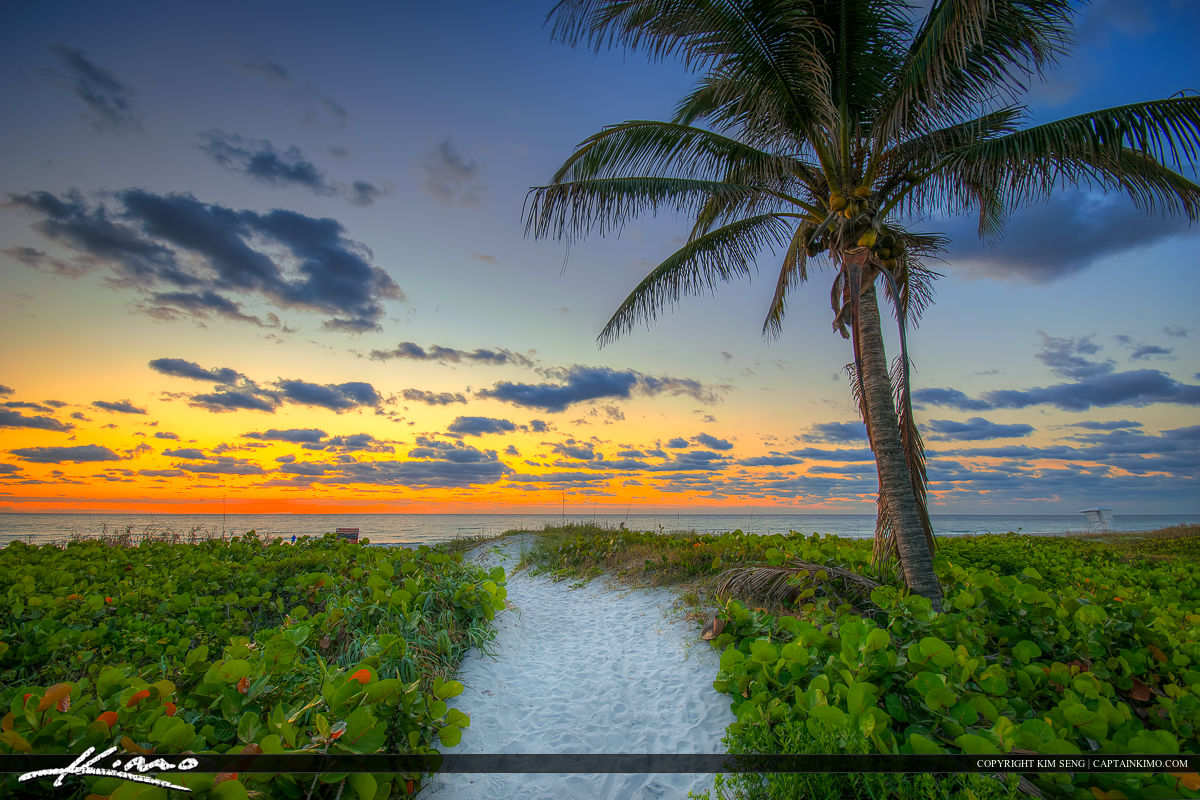Delray Beach FL Sunrise with Coconut Tree - Royal Stock Photo
