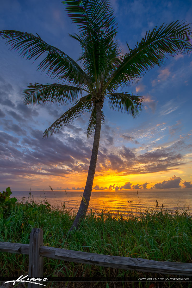 Ocean Sunrise with Coconut Palm Tree Florida | Royal Stock Photo