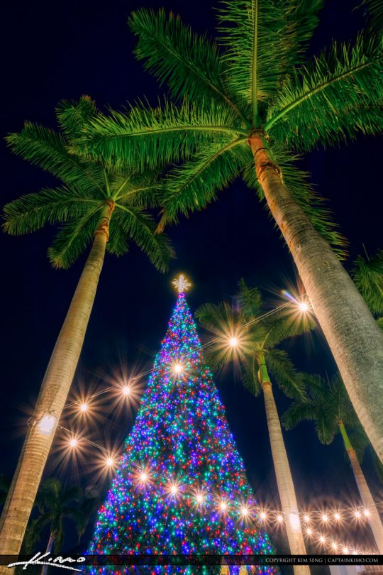 Delray Beach 40 foot Christmas Tree 2016 | Royal Stock Photo