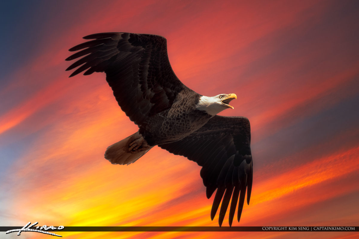 Soaring Eagle Over Twenty Mile Bend in Wellington Florida | Royal Stock ...