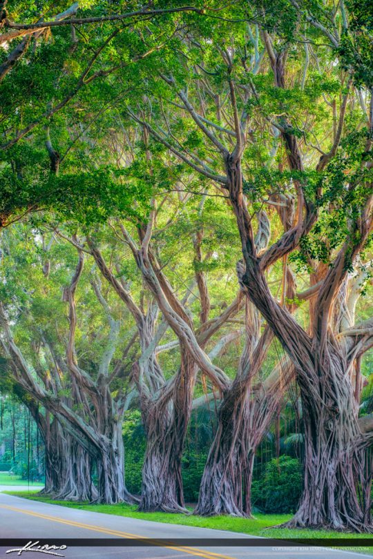 Hobe Sound Bridge Road Ficus Tree Strangler Vine - Royal Stock Photo
