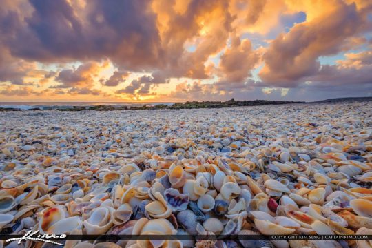 Coral Cove Park Shells Jupiter Island Beach Sunrise | Royal Stock Photo