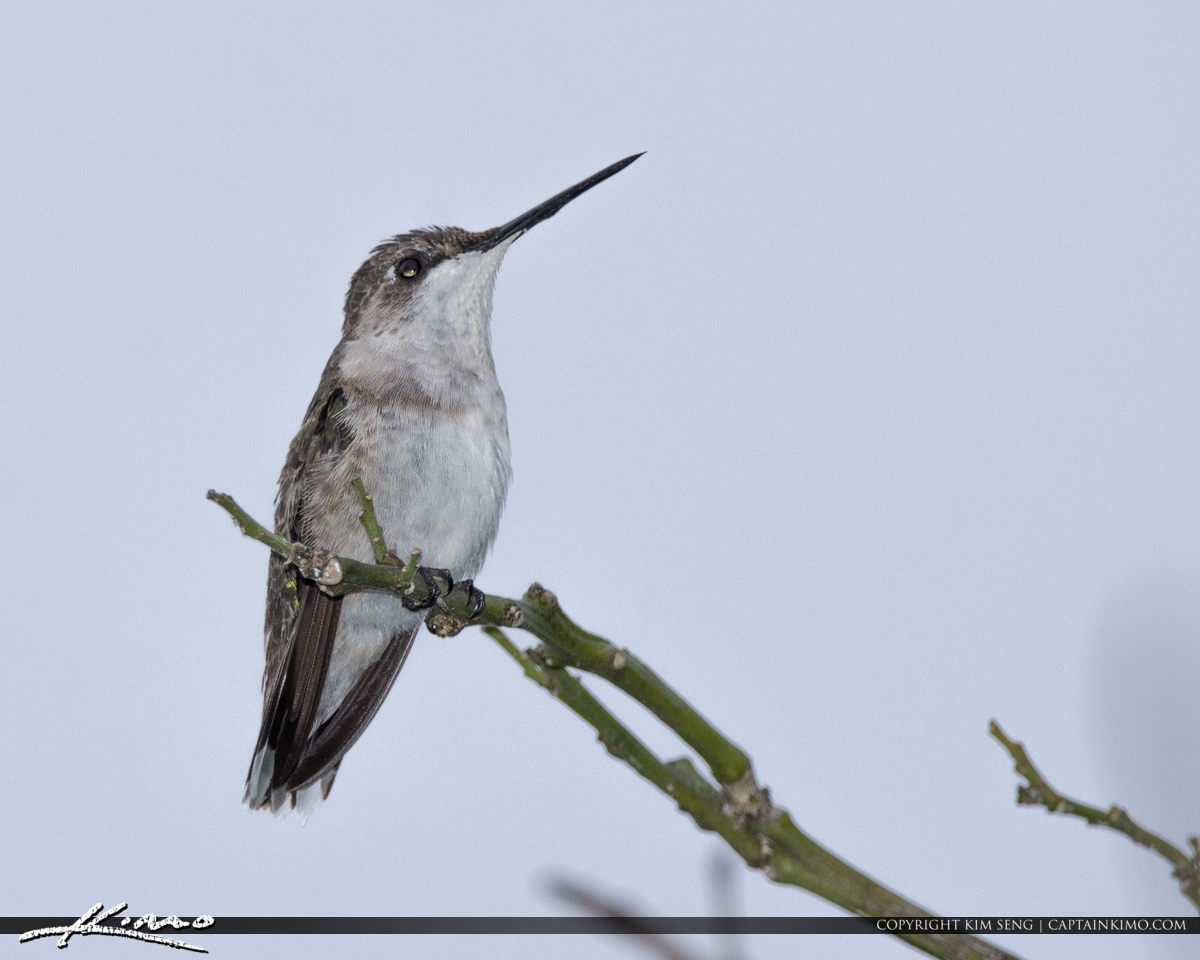 Hummingbird PBG 2018 January 28 | Royal Stock Photo