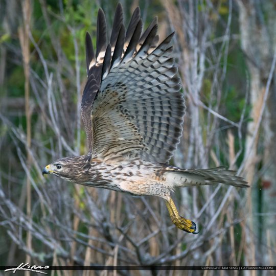 Hawk Inflight with Claws Showing Wellington Natural Area - Royal Stock ...