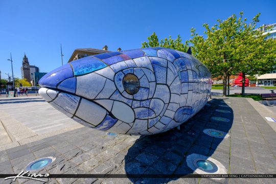 Big Blue Fish Upclosee Belfast Northern Ireland | Royal Stock Photo