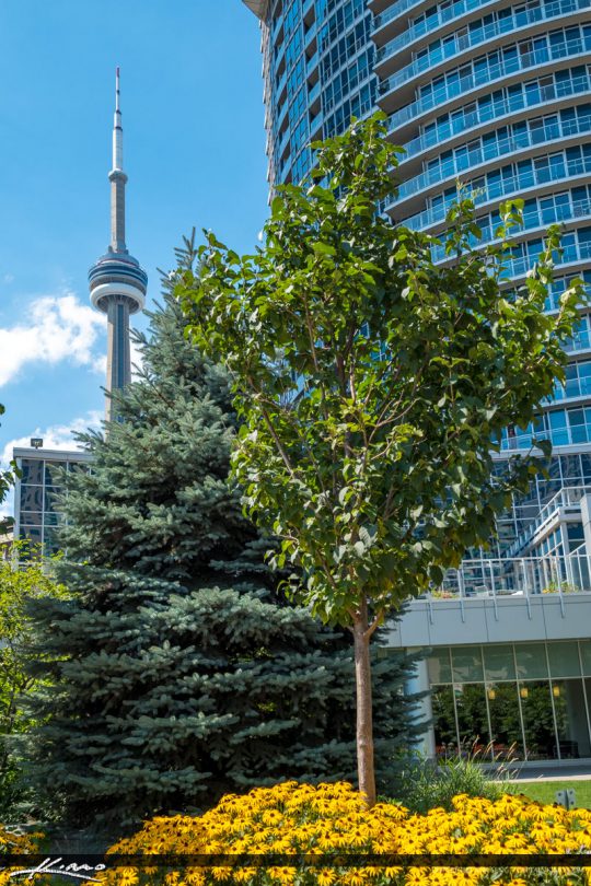 Cn Tower Tree Downtown Toronto Canada | Royal Stock Photo