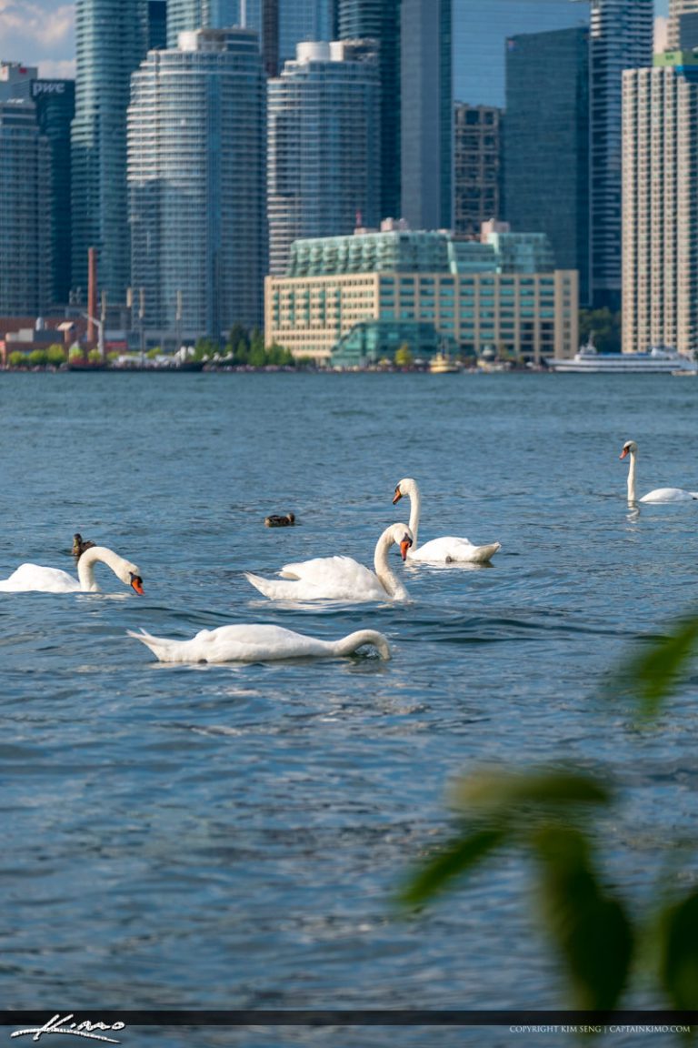 White Swan Centre Island Toronto Ontario Canada | Royal Stock Photo