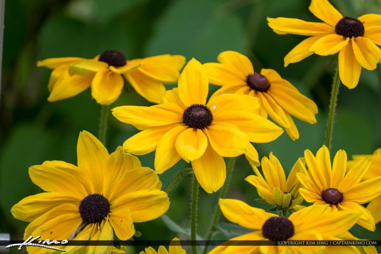 Yellow Flowers Centre Island Toronto Ontario Canada | Royal Stock Photo