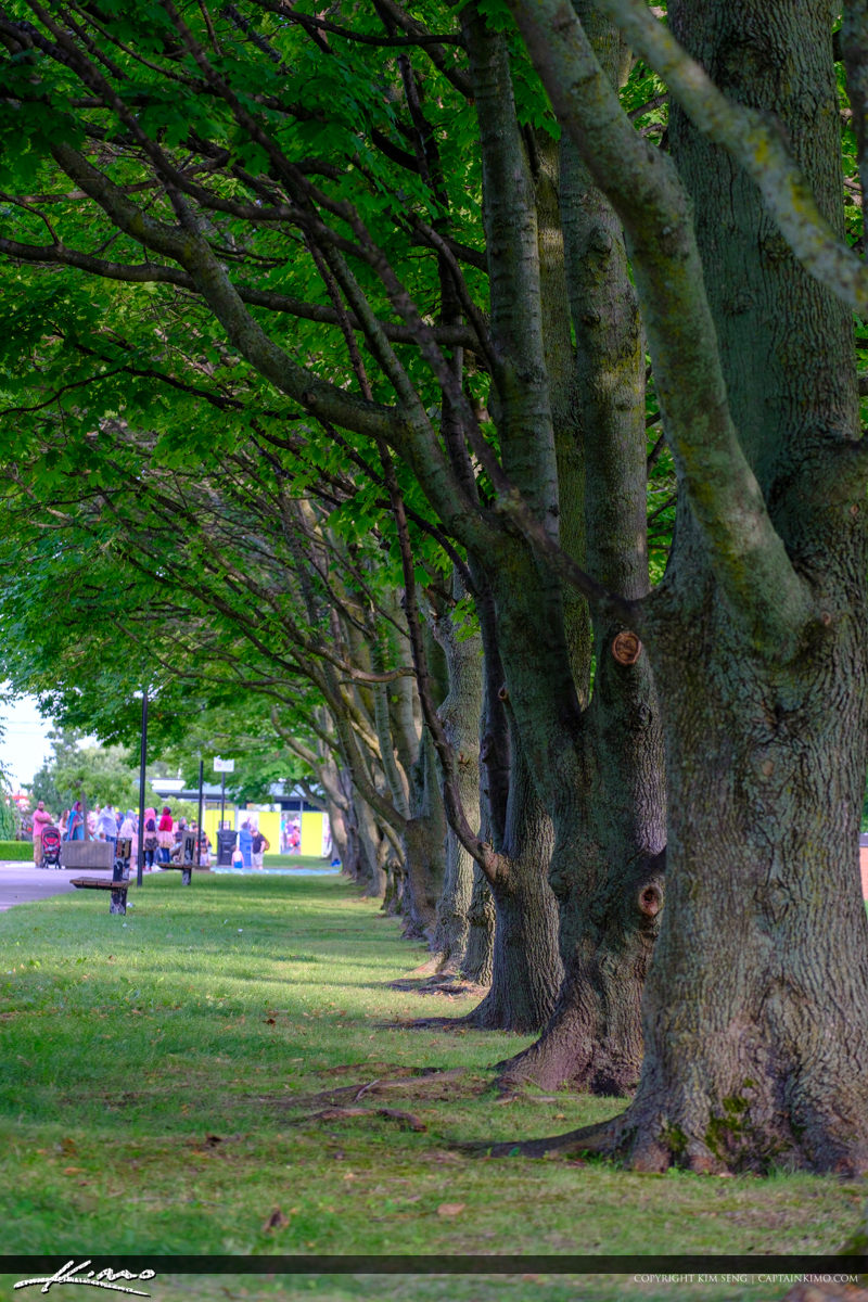 Tree Line Centre Island Toronto Ontario Canada | Royal Stock Photo