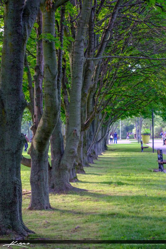 Beautiful Trees Centre Island Toronto Ontario Canada | Royal Stock Photo