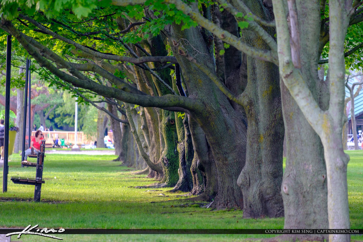 Large Tree Canopy Centre Island Toronto Ontario Canada | Royal Stock Photo