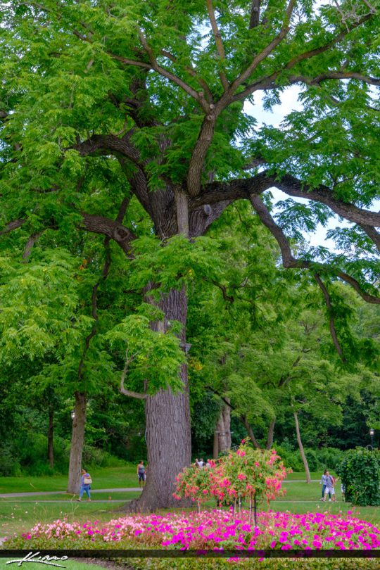Niagara Falls ON Canada Large Tree | Royal Stock Photo