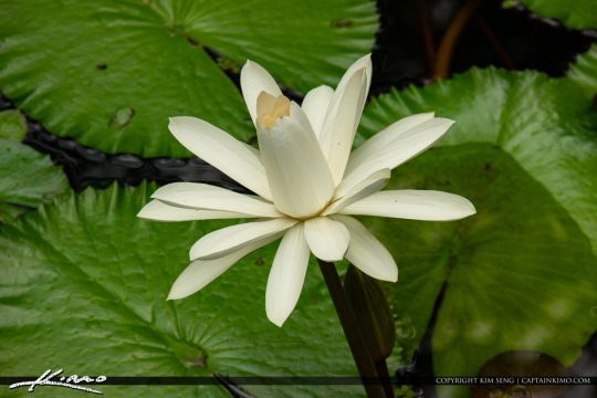 Another White Lily Flower McKee Botanical Garden Vero Beach Flor ...