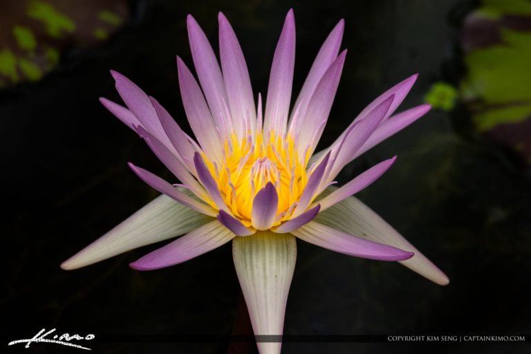 Purple Swamp Flower McKee Botanical Garden Vero Beach Florida | Royal ...