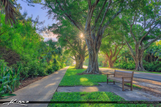 Bridge Road Hobe Sound Tree Canopy Sidewalk Bench | Royal Stock Photo