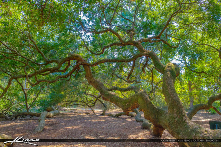 Angel Oak Tree Johns Island Charleston South Carolina | Royal Stock Photo