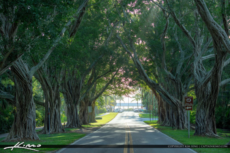Bridge Road Tree Canopy Hobe Sound Florida | Royal Stock Photo