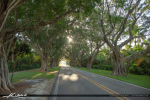 Bridge Road Tree Canopy Hobe Sound Florida | Royal Stock Photo