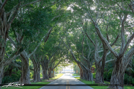 Bridge Road Tree Canopy Hobe Sound Florida | Royal Stock Photo