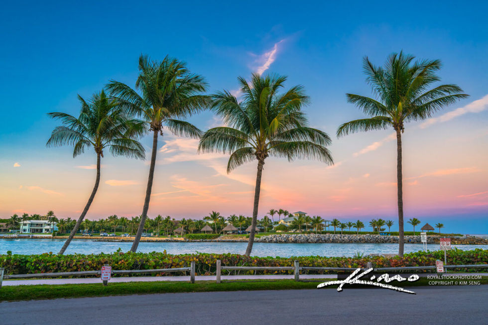 Dubois Coconut Tree 200210 | Royal Stock Photo